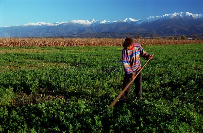 Woman reaping wheat stock image. Image of berber, agriculture - 14090725