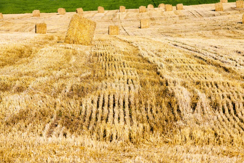 Stack Slanted Wheat Stock Photos - Free & Royalty-Free Stock Photos ...