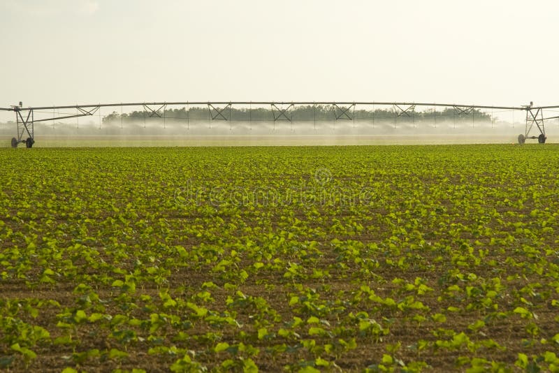 Irrigating crops in field stock photo. Image of scenery - 5218134