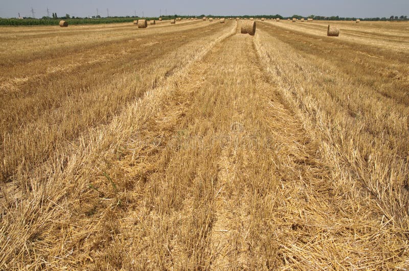 Tilled Field stock image. Image of agriculture, tilled - 4813919
