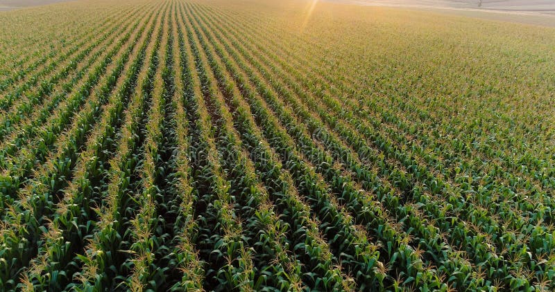 Agriculture Aerial Shot of Corn Field Stock Image - Image of organic ...