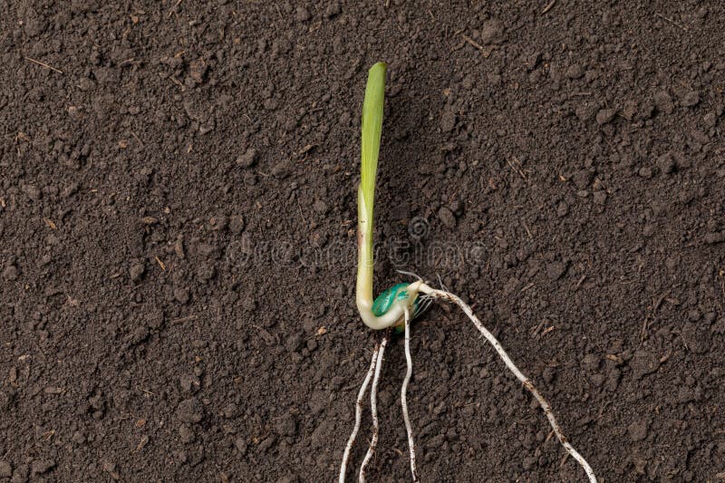 Closeup of Corn Seed Sprouting, Germination in Soil of Cornfield. Stock ...