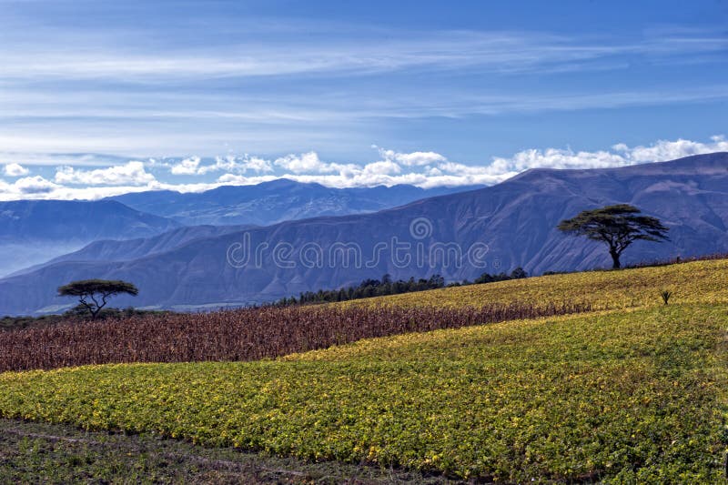 Agriculture in the Andean stock image. Image of vacation - 25555599
