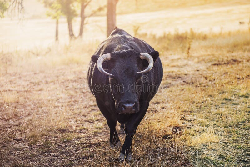 Agriculture, Animal, Cattle Stock Image - Image of agriculture, pasture ...