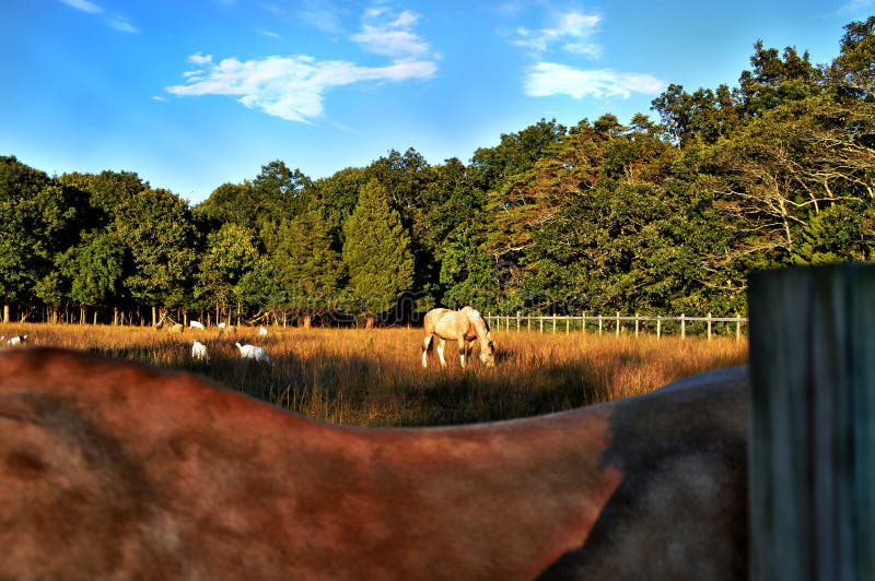 Agriculture, Animals, Countryside Picture. Image: 109905189