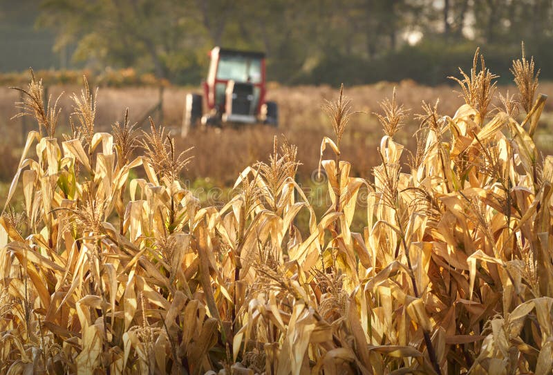 Agriculture Autumn Corn Stalks Stock Photo - Image of gold, color ...