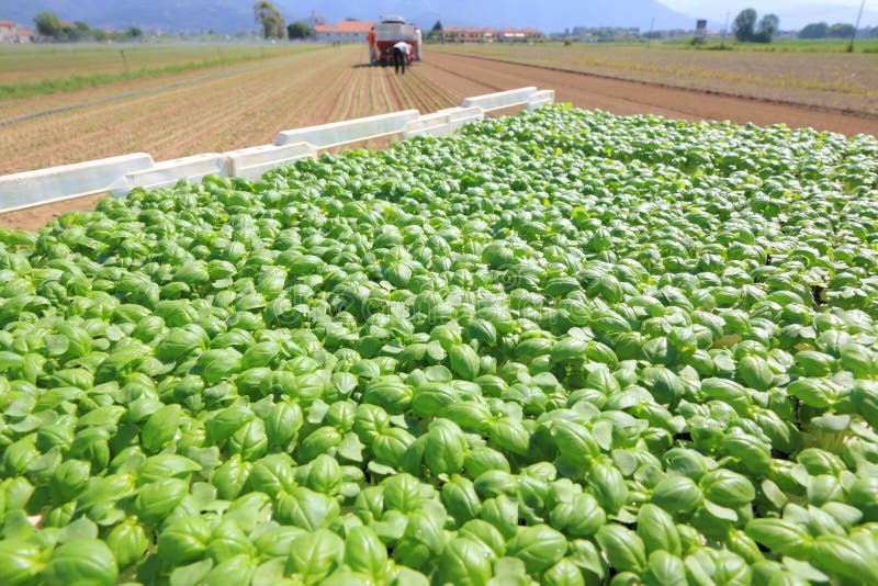 Agriculture, Basil Field Plantation Stock Image - Image of cultivated ...
