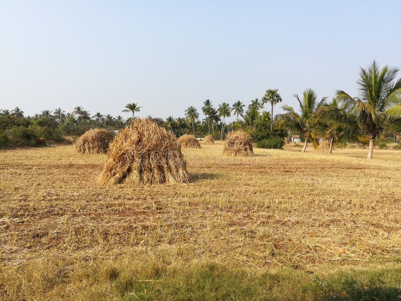 Agriculture stock image. Image of agriculture, beautiful - 107167441