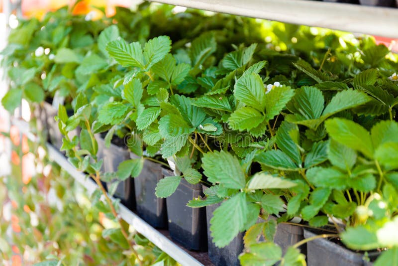 Agriculture Berry Plant in Container Stock Image - Image of agriculture ...