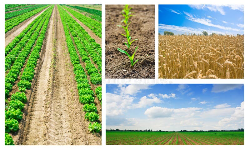 Agriculture - collage stock image. Image of occupation - 42382017