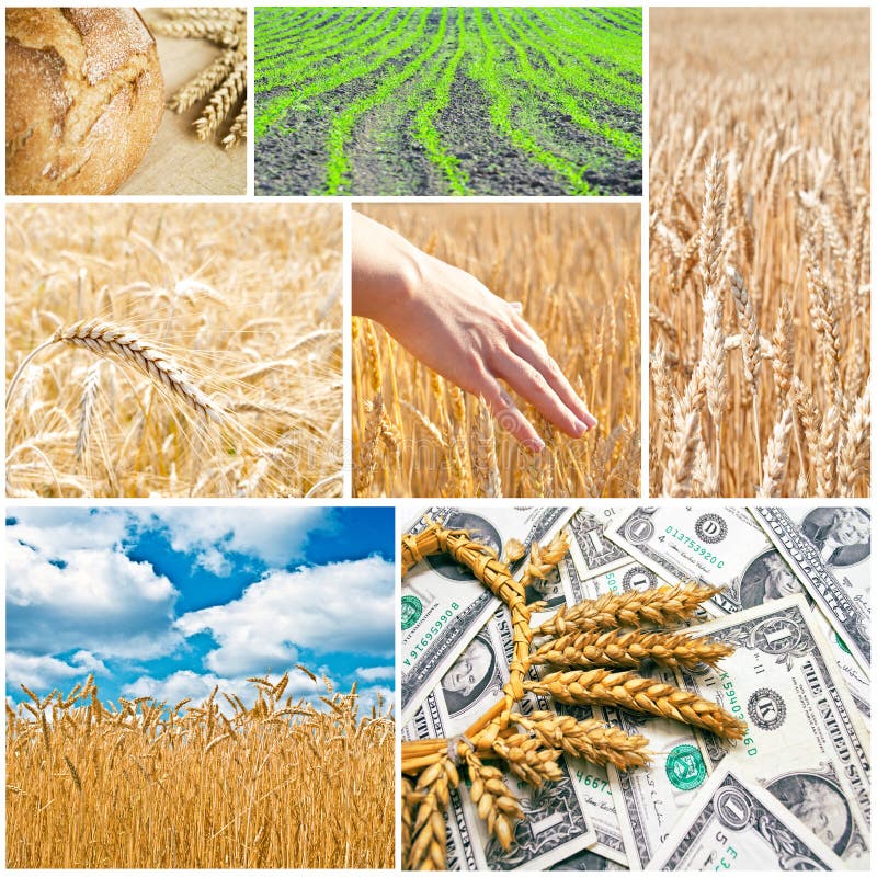 Agriculture collage stock image. Image of collection - 16945577