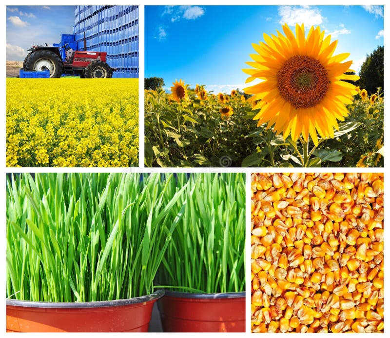 Agriculture - collage stock photo. Image of hand, chicken - 52804492