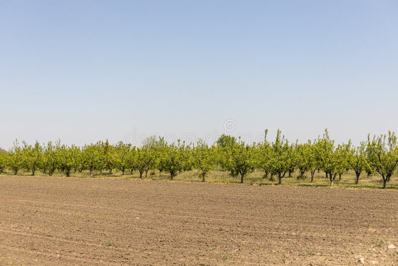 322 Agriculture Apple Trees Line Stock Photos - Free & Royalty-Free ... 322 Agriculture Apple Trees Line Stock Photos - Free & Royalty-Free ...
