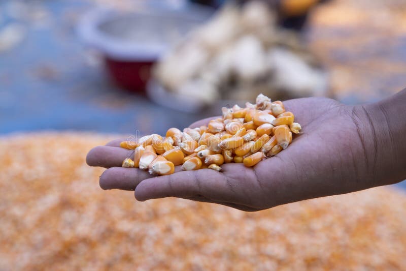 An Agriculture Concept in Corn Seed Hand Stock Photo - Image of harvest ...