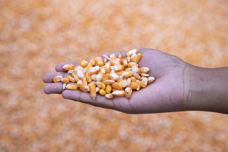 An Agriculture Concept in Corn Seed Hand Stock Image - Image of green ...