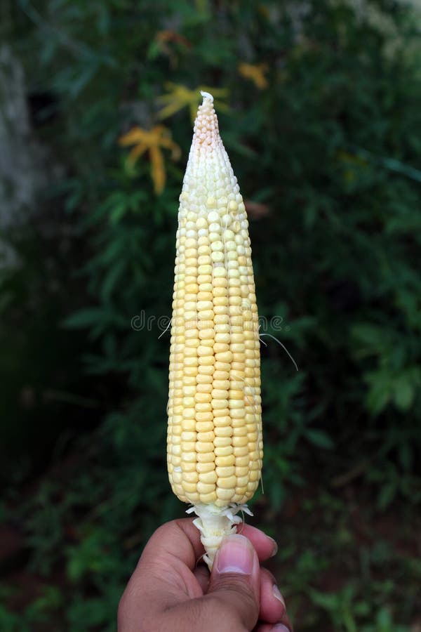 Agriculture of Corn Concept Stock Image - Image of unripe, look: 125061383