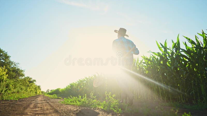 Agriculture Corn A Farmer With A Shovel Walk Along A Corn Field Business Agriculture Industry