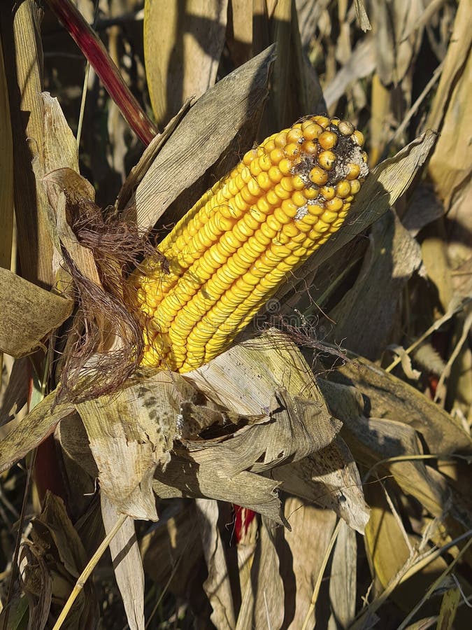 Agriculture, Corn on the Cob, Field Stock Image - Image of plant, lower ...