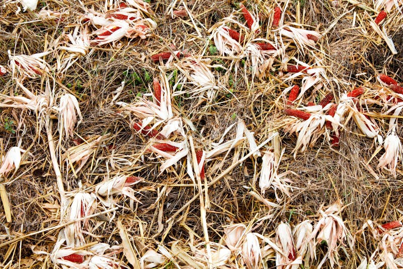 Agriculture, corn Field stock photo. Image of diesel - 22346194