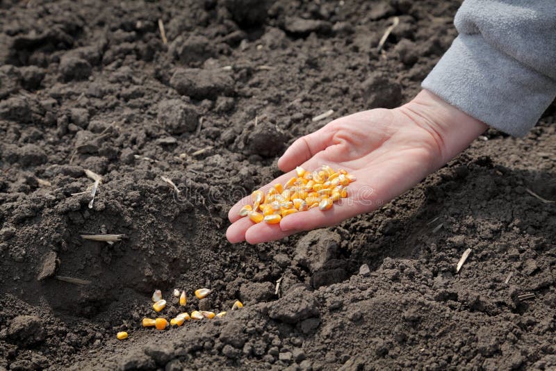 Agriculture, corn sowing stock image. Image of ground - 40042087