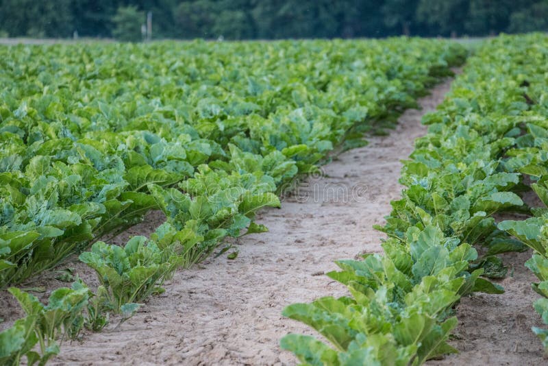 Agriculture, Crop, Field, Leaf Vegetable Picture. Image: 125016539