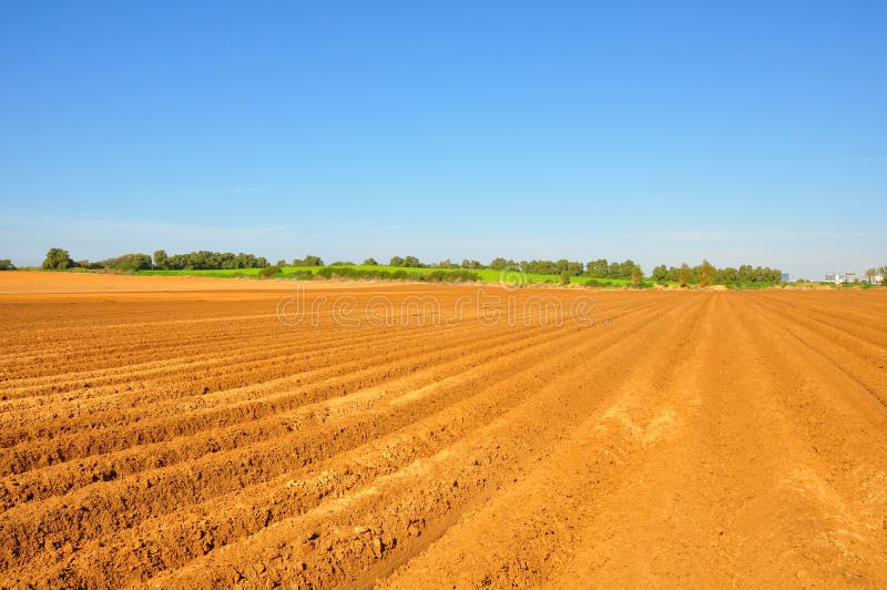 Agriculture Crop Fields stock photo. Image of meadow - 12909446