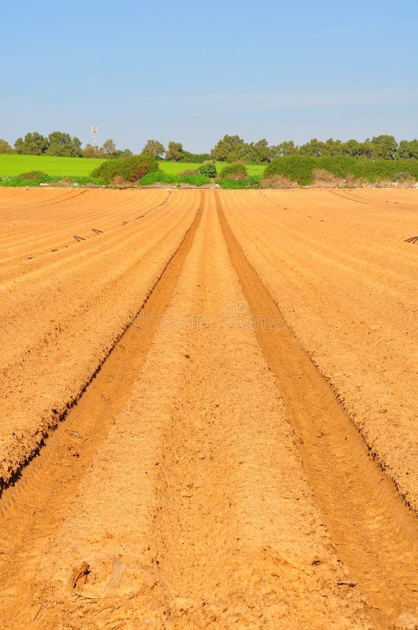 Rows of Crop Seedlings Stand Stock Photo - Image of farm, leaf: 31449518