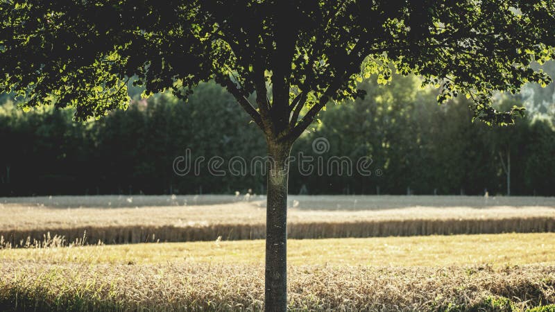 Agriculture, Cropland, Crops Picture. Image: 109902008