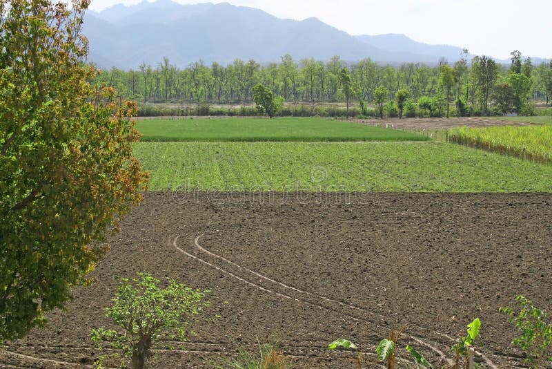 Agriculture,cultivation and Farming Stock Photo - Image of mountains ...
