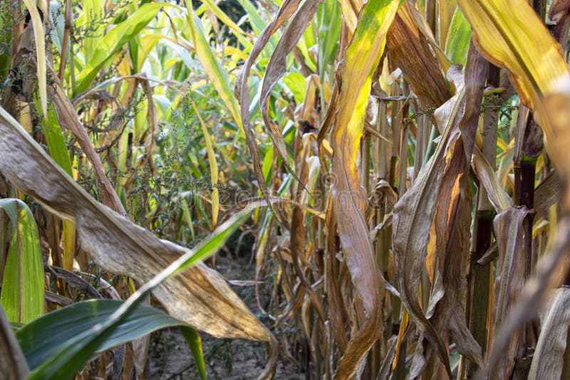 Agriculture Damage with Dried Corn Plants in the Corn Field Stock Photo ...