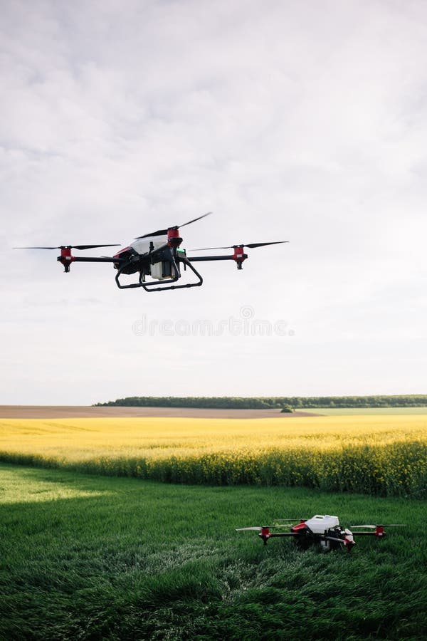 Agriculture Drone Fly To Spray Fertilizer on the Rice Fields. Stock ...