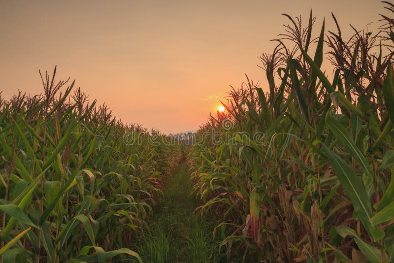 Agriculture Farm Corn Area with Sunset Stock Photo - Image of food ...