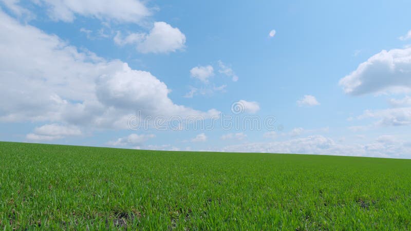 Agriculture Farm. Green Grass. Green Grass Blowing in Wind. Spring ...