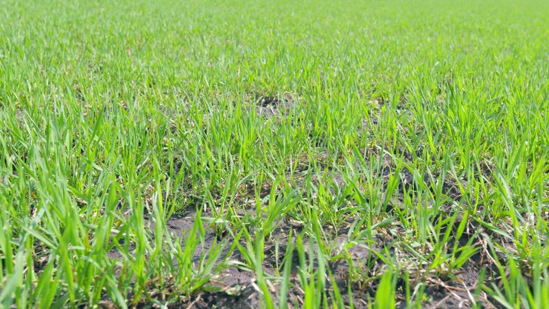 Agriculture Farm. Green Grass. Green Grass Blowing in Wind. Spring ...