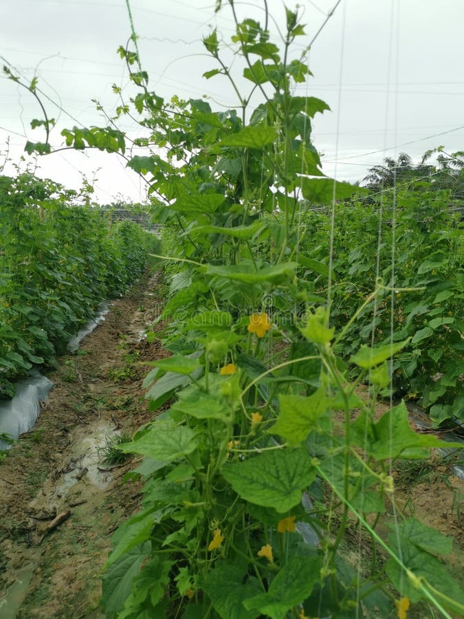 The Agriculture Farm Growing Cucumber Plant Stock Image - Image of ...