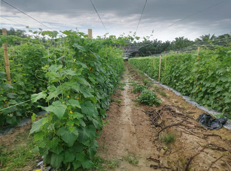 The Agriculture Farm Growing Cucumber Plant Stock Image - Image of ...