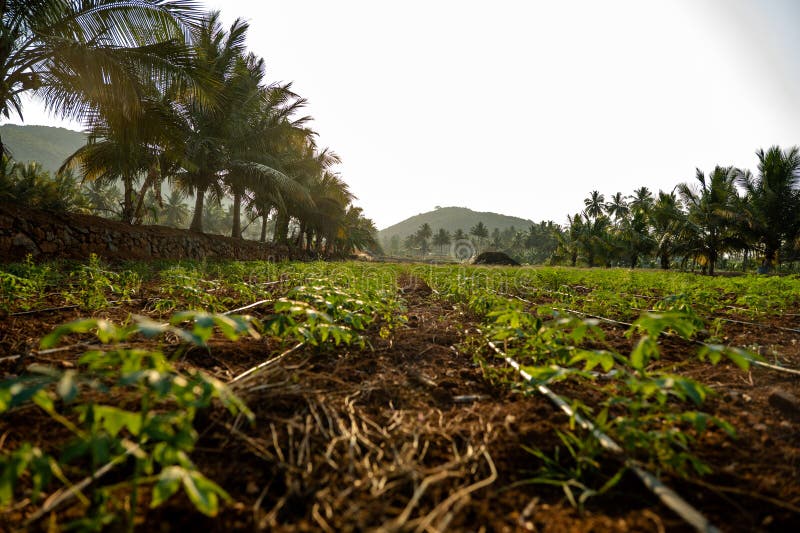 Agriculture Farm Land with Mountain View Stock Photo - Image of island ...