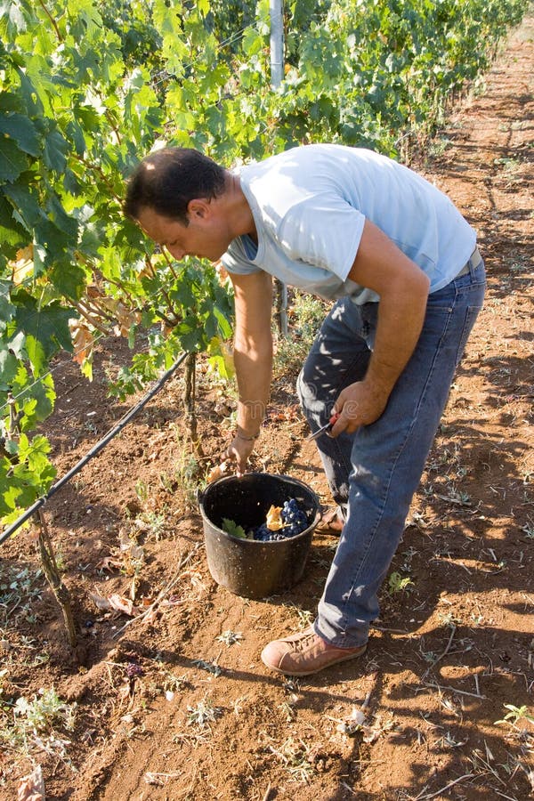 Agriculture stock image. Image of land, vines, peasant - 38966537