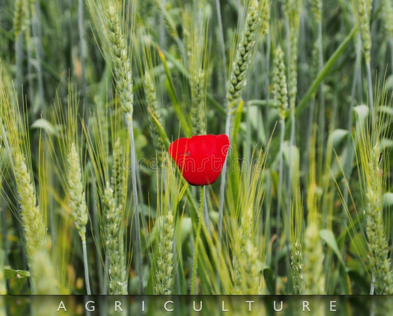Agriculture, Farmer and Spring Photograph Stock Photo - Image of herb ...