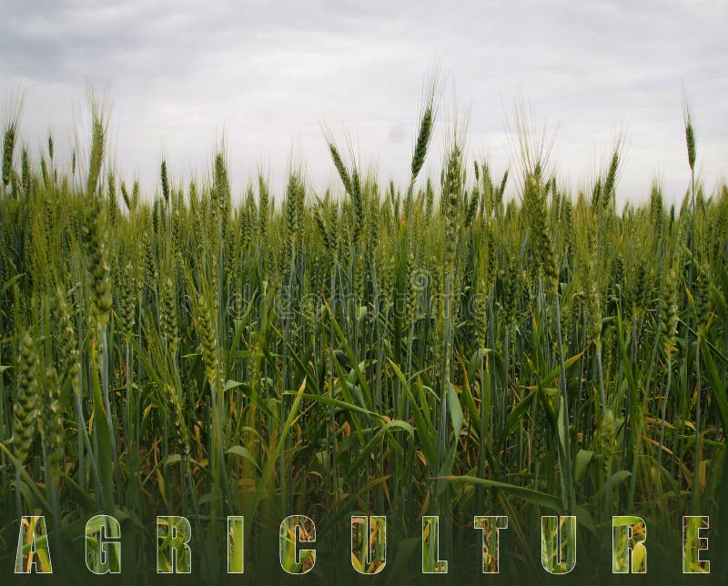 Agriculture, Farmer and Spring Photograph Stock Photo - Image of grass ...