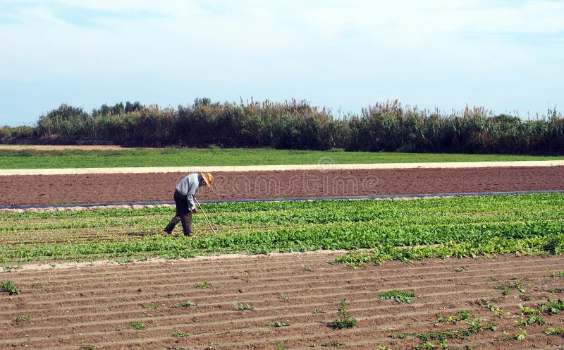Agriculture - Farmer Working in the Field Stock Photo - Image of ...