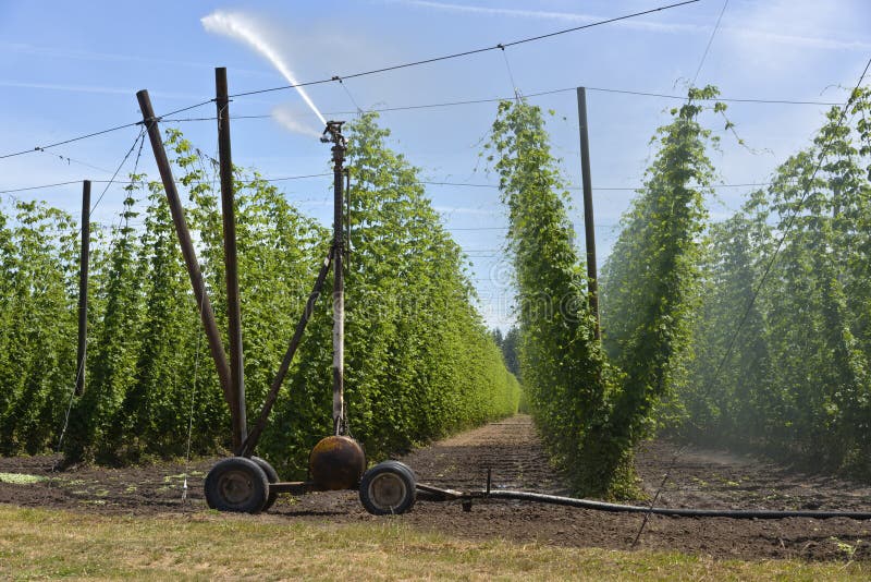 Agriculture and Farming of Grain Hops in Oregon. Stock Photo - Image of ...