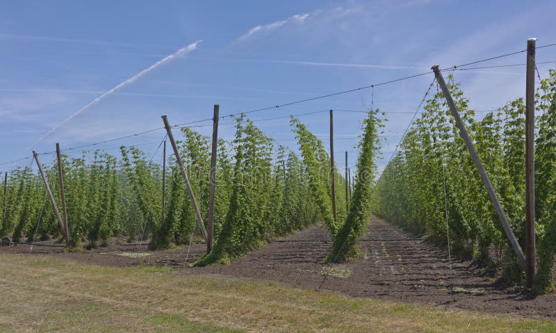 Agriculture and Farming of Hops in Oregon. Stock Photo - Image of ...