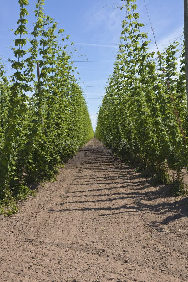 Agriculture and Farming of Hops in Oregon. Stock Image - Image of ...