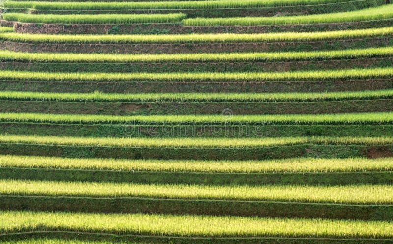 Agriculture Farming Rice Paddy Terraced Stock Image - Image of paddy ...