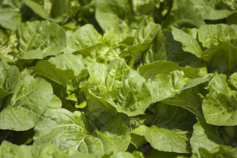 Agriculture and Farms - Leafy Veges Stock Image - Image of farming ...