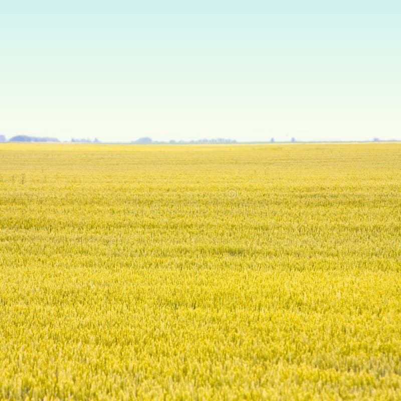 Agriculture field stock image. Image of agriculture, green - 10511869