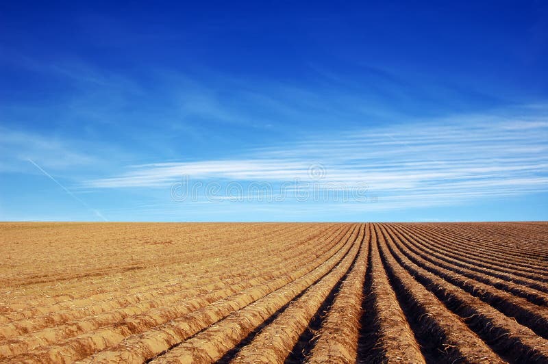 Agriculture field stock photo. Image of furrow, cultivated - 13391686