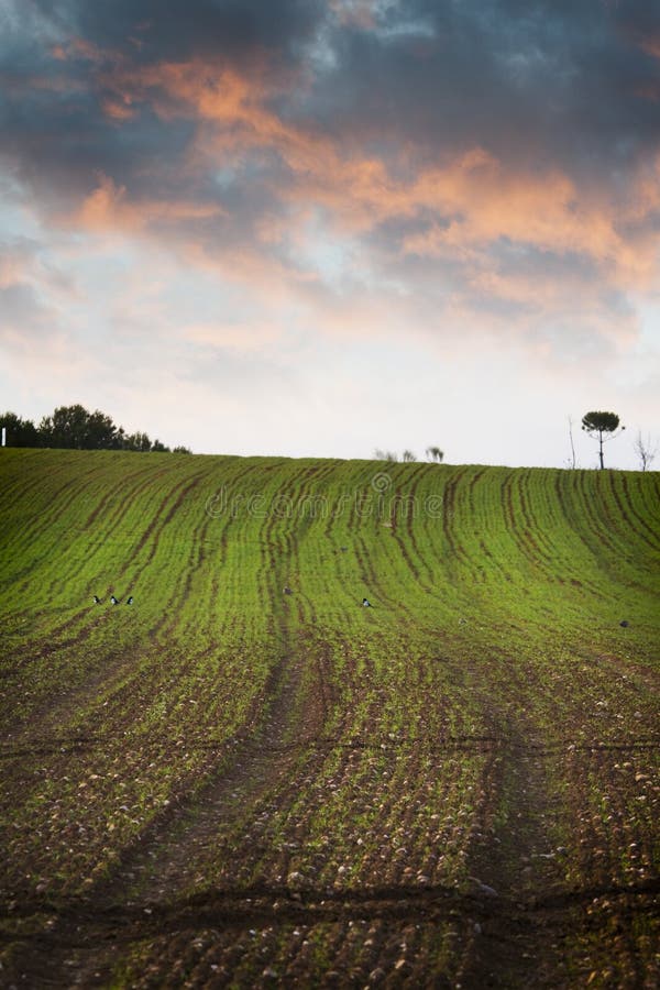 Agriculture field stock image. Image of lone, nature - 13719223