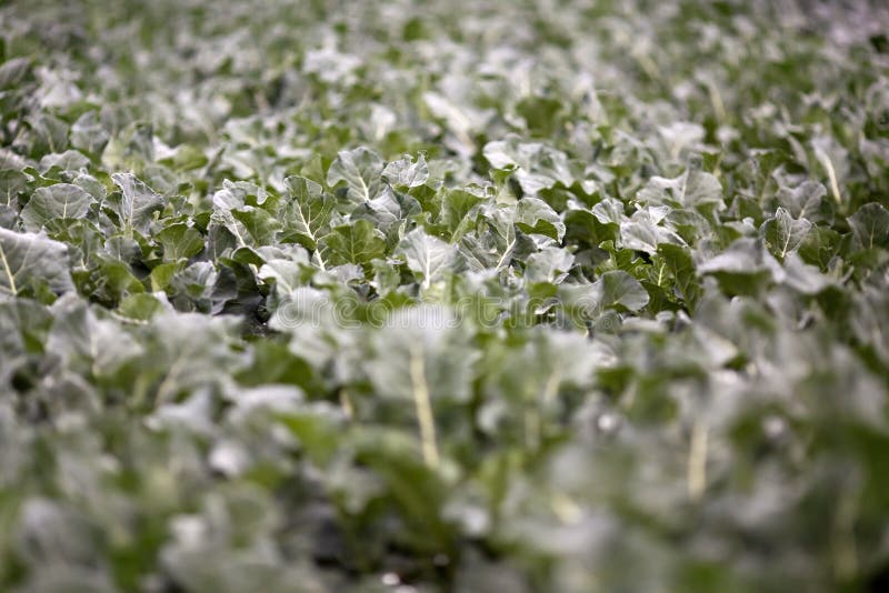 Agriculture - Field of Broccoli Stock Image - Image of plants ...